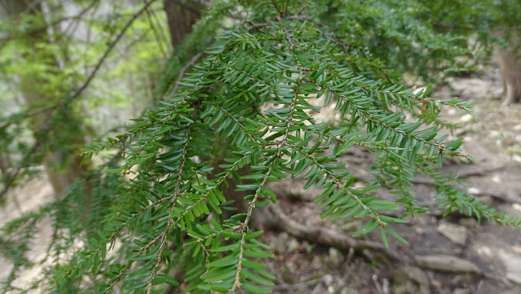 Tree seed - Eastern Hemlock – TreeSeeds.ca