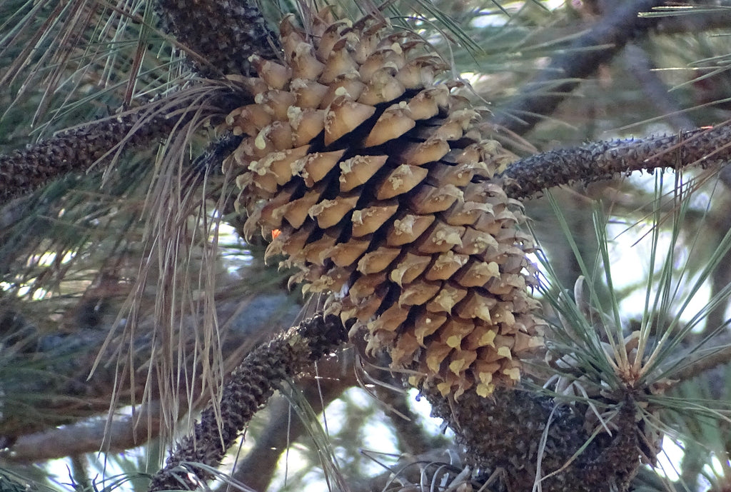 Tree seed - Coulter pine – TREESEEDS.CA