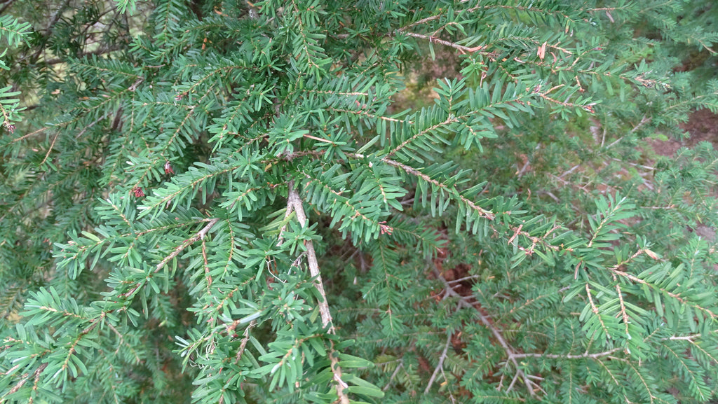 Tree seed - Western hemlock – TreeSeeds.ca