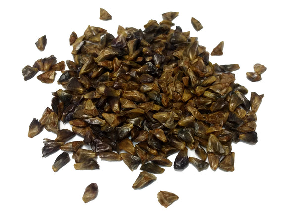 Tree seed - Balsam fir – TREESEEDS.CA