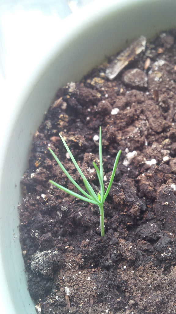 Tree seed - Great Basin bristlecone pine – TreeSeeds.ca