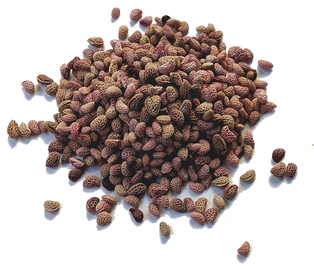 Shrub seed - Black raspberry – TreeSeeds.ca