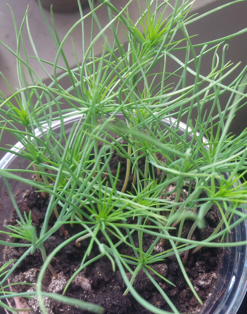 Tree seed - Monterey pine – TreeSeeds.ca