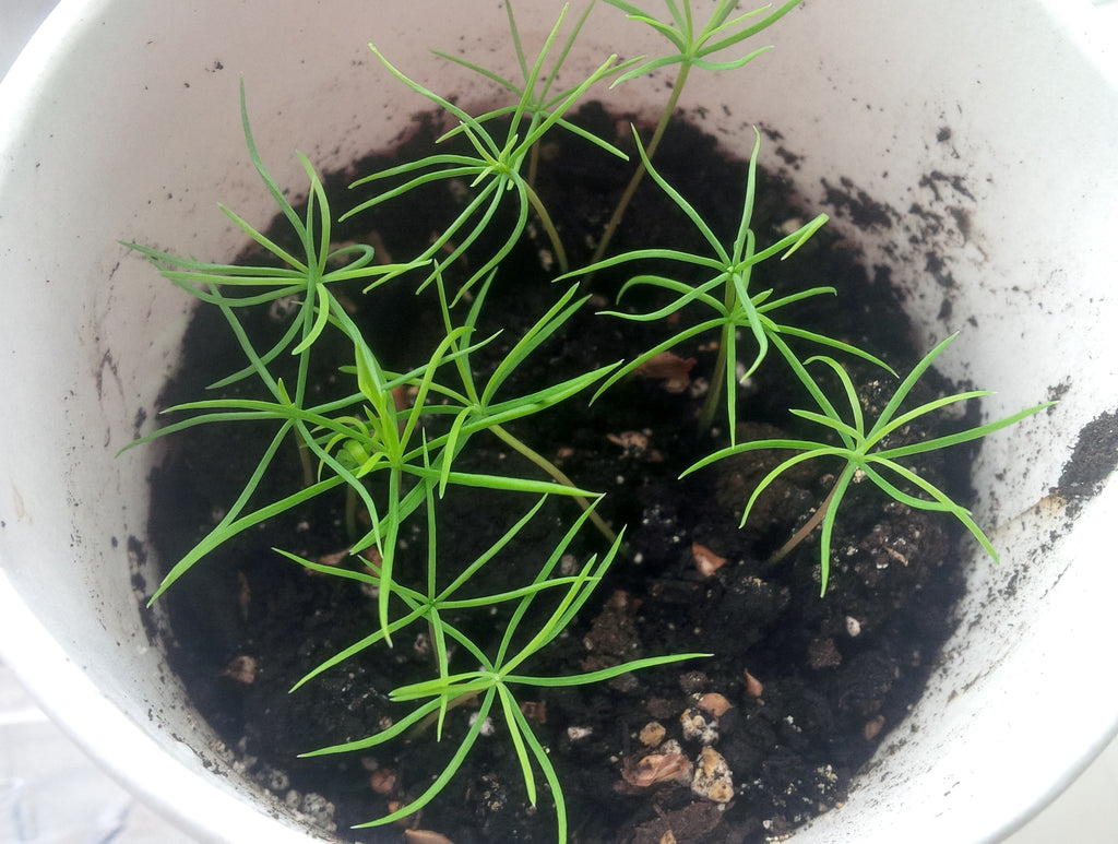 Tree seed - Siberian larch – TreeSeeds.ca