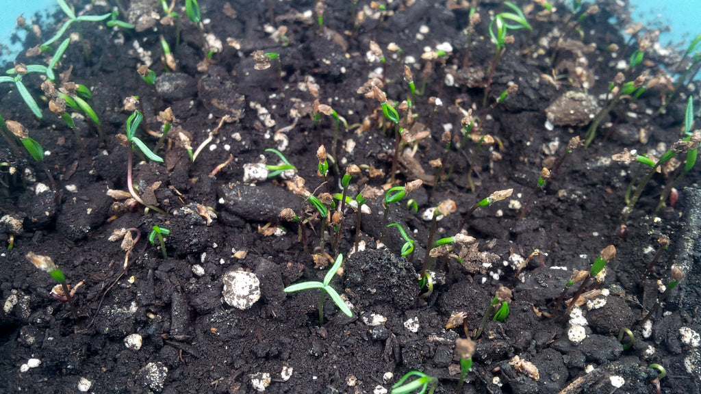 Tree seed - Western hemlock – TreeSeeds.ca