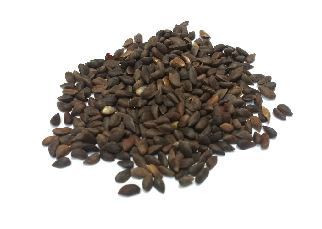 Tree seed - Colorado blue spruce – TreeSeeds.ca