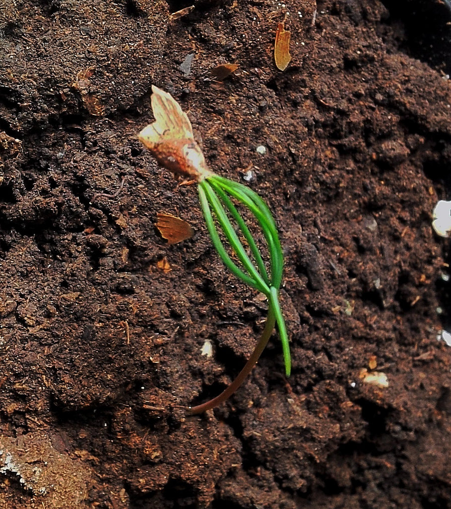 Tree seed - Douglas-fir – TreeSeeds.ca