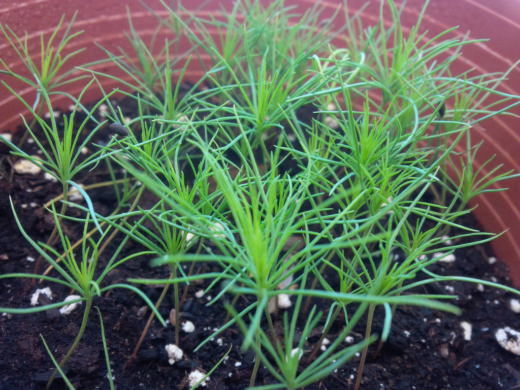 Tree seed - Jack pine – TreeSeeds.ca
