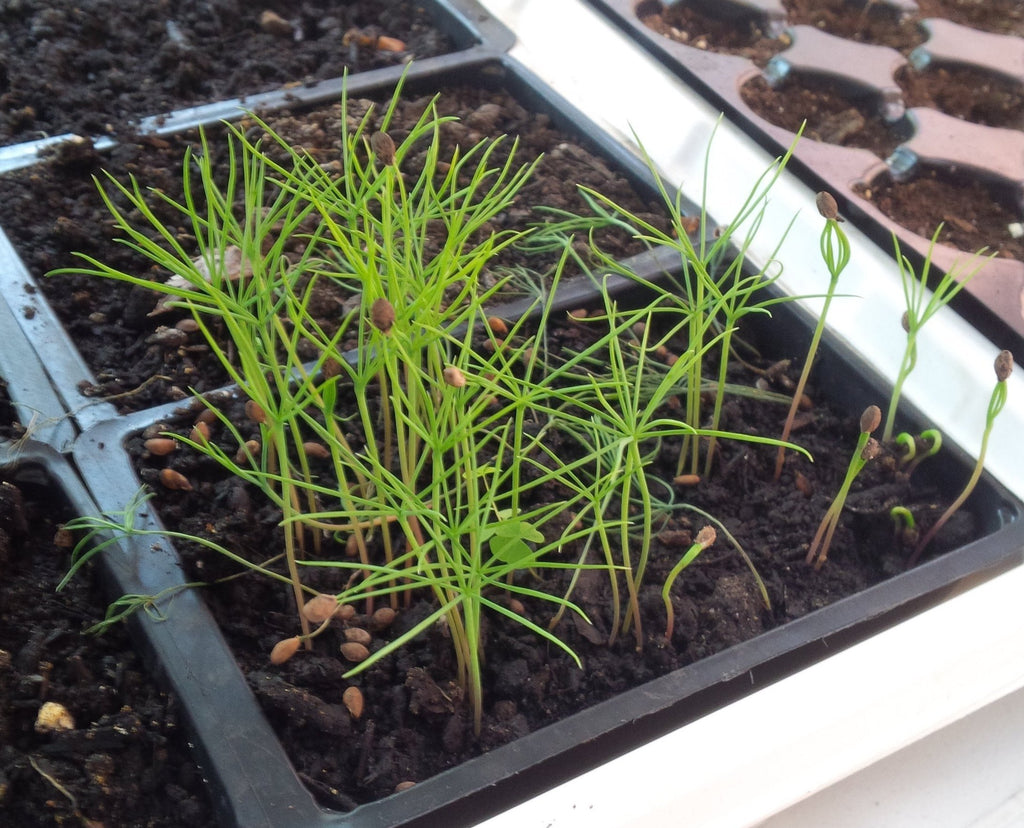 Tree seed - Red pine – TreeSeeds.ca