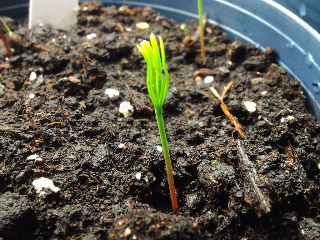 Tree seed - Loblolly pine – TreeSeeds.ca