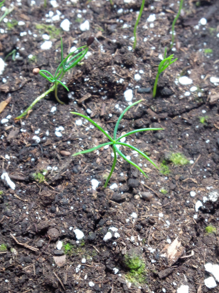Tree seed - Hybrid Red/Black spruce – TreeSeeds.ca