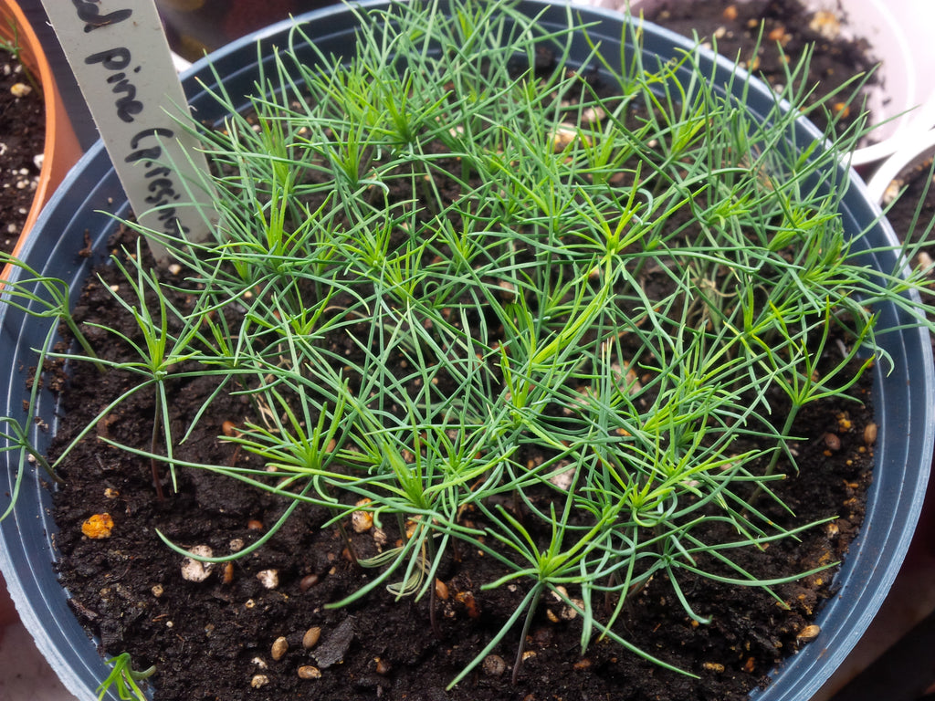 Tree seed - Red pine – TreeSeeds.ca