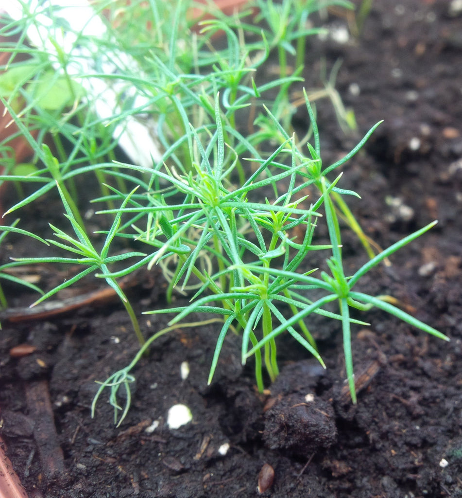 Tree seed - Lutz spruce – TreeSeeds.ca