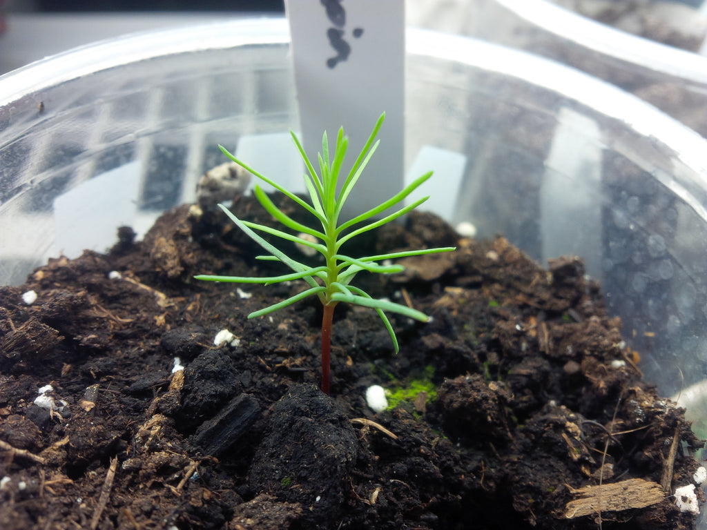 Tree seed - Giant sequoia – TreeSeeds.ca