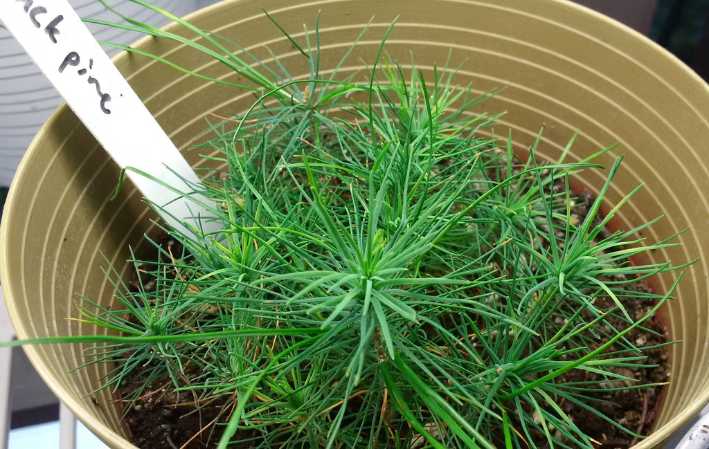 Tree seed - Jack pine – TreeSeeds.ca