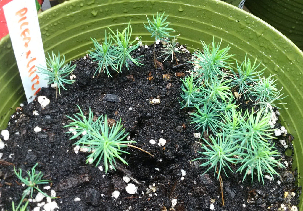 Tree seed - Lutz spruce – TreeSeeds.ca