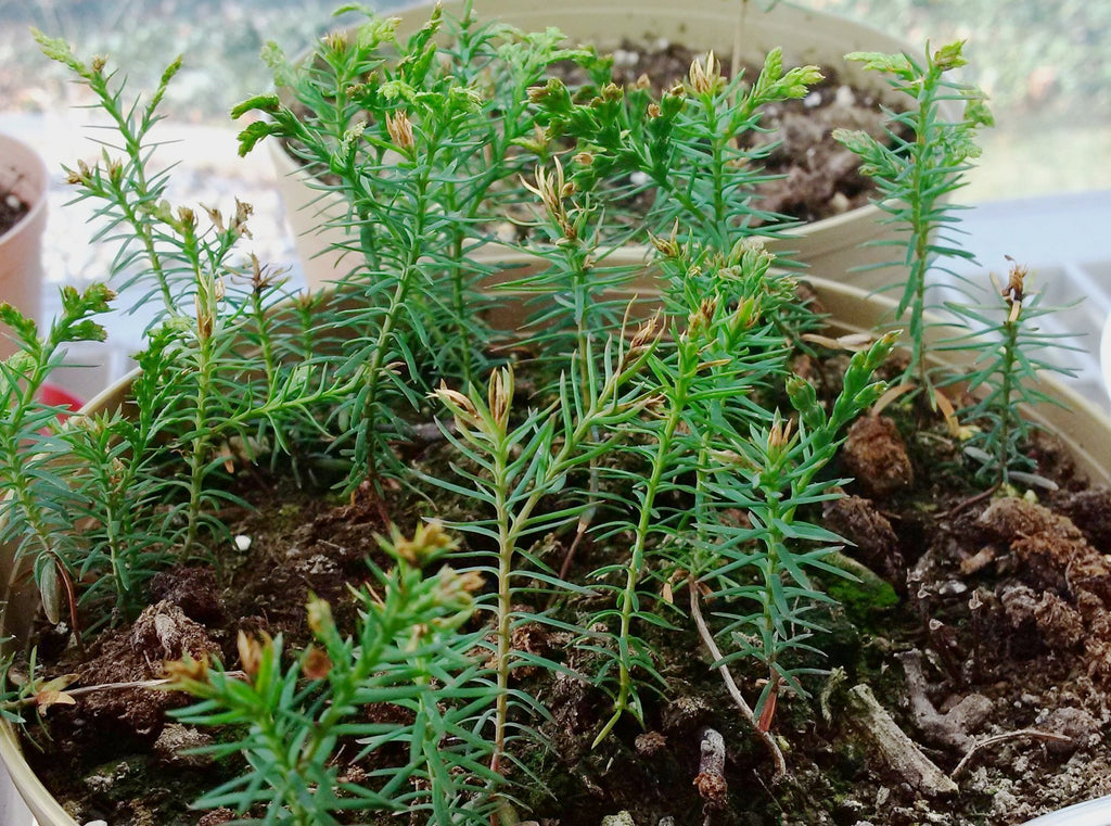 Tree seed - Eastern white cedar – TreeSeeds.ca