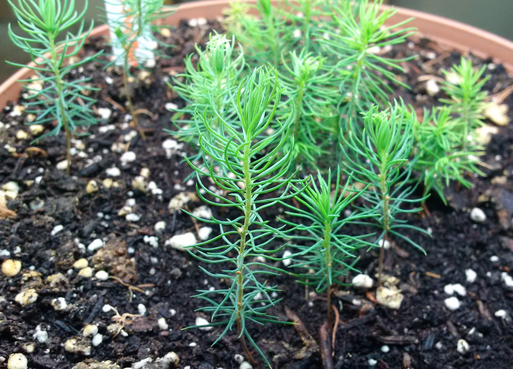 Tree seed - Hybrid Red/Black spruce – TreeSeeds.ca
