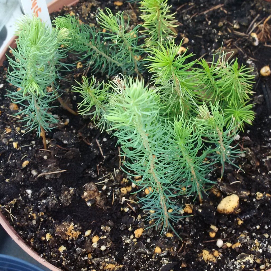 Tree seed - Hybrid Red/Black spruce – TreeSeeds.ca