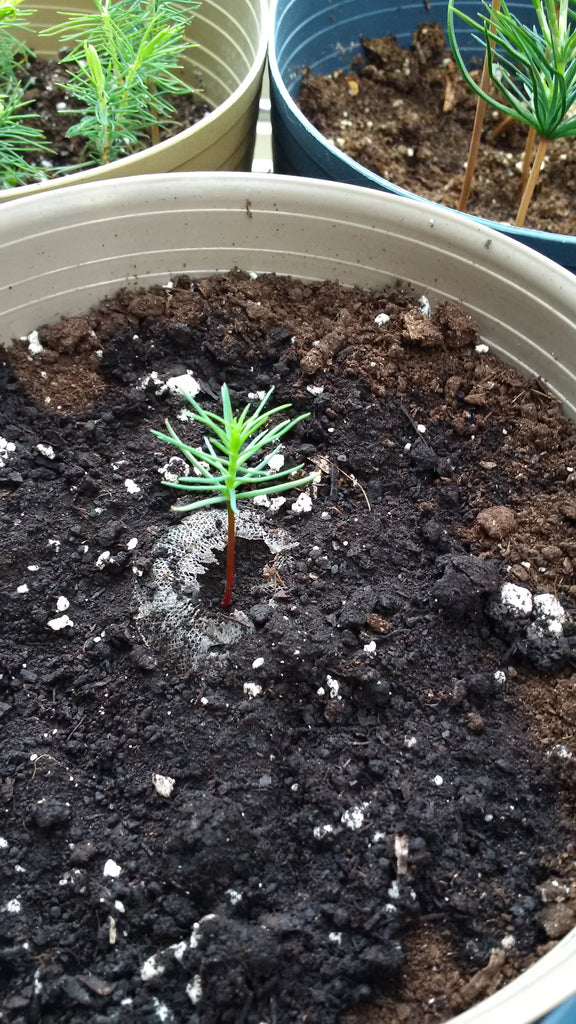 Tree seed - Giant sequoia – TreeSeeds.ca