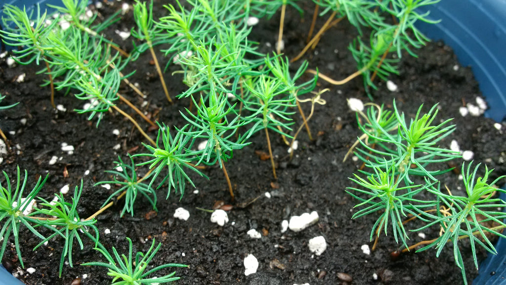 Tree seed - Hybrid Red/Black spruce – TreeSeeds.ca