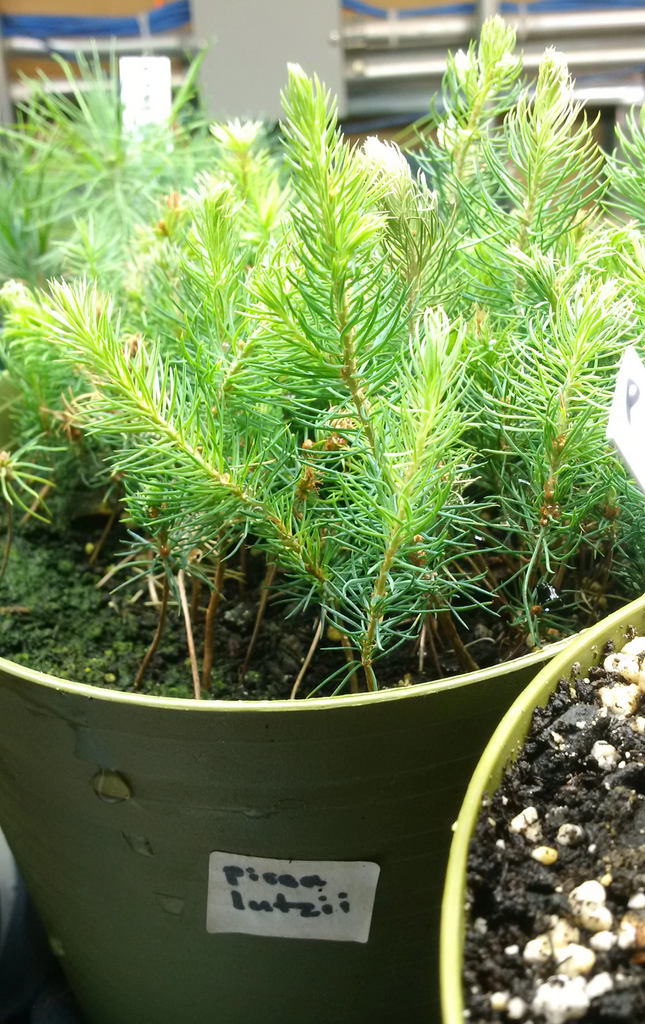 Tree seed - Lutz spruce – TreeSeeds.ca