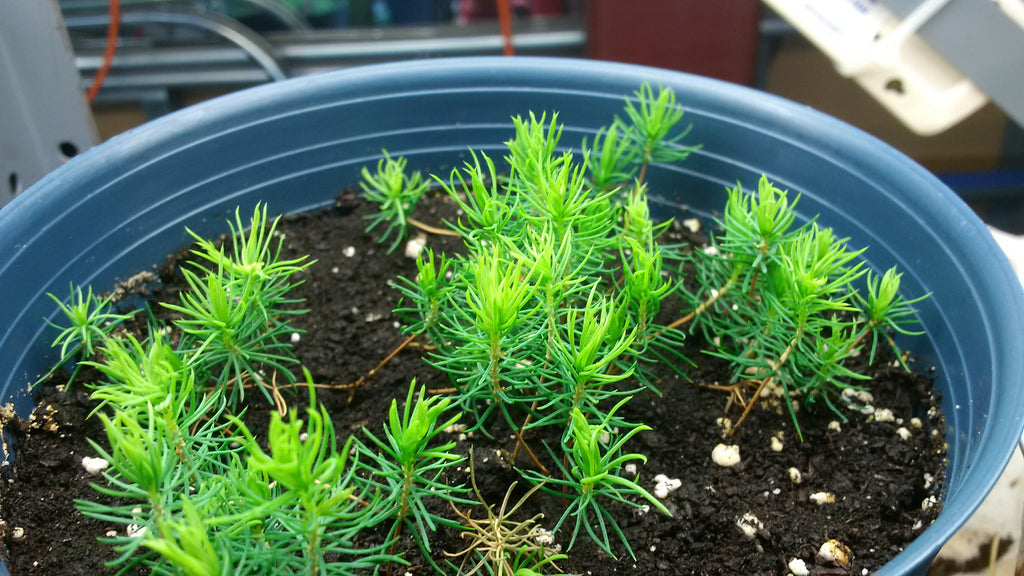 Tree seed - Hybrid Red/Black spruce – TreeSeeds.ca