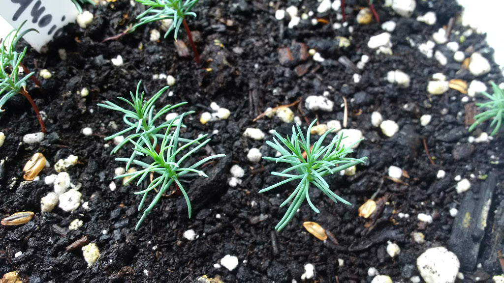 Tree seed - Giant sequoia – TreeSeeds.ca