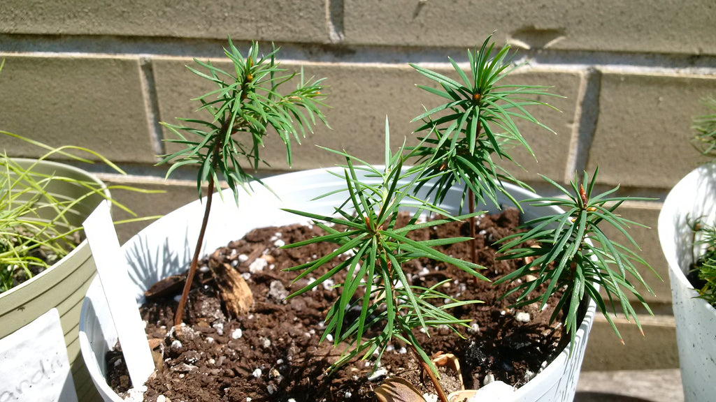 Tree seed - Douglas-fir – TreeSeeds.ca