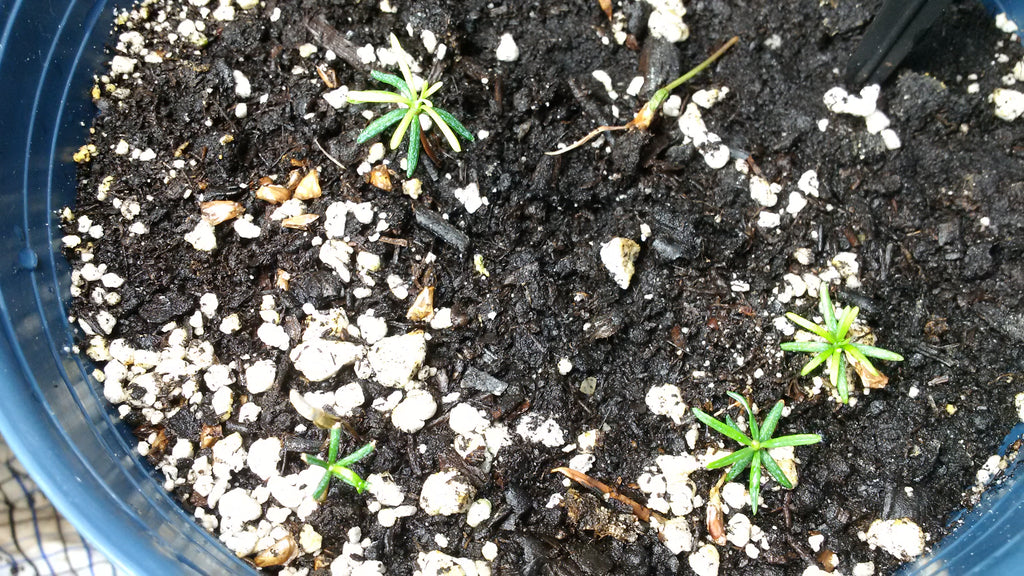 Tree seed - Balsam fir – TreeSeeds.ca