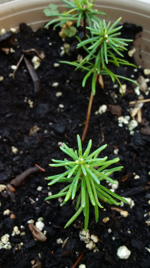 Tree seed - Noble fir – TreeSeeds.ca