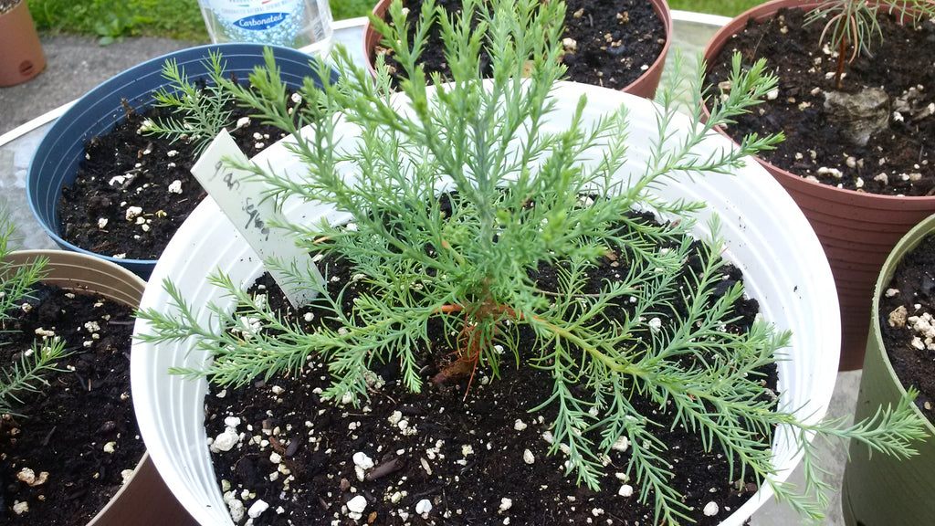 Tree seed - Giant sequoia – TreeSeeds.ca