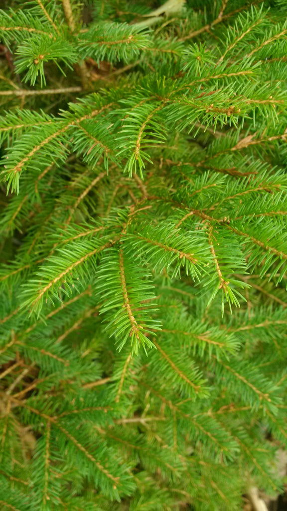 Tree seed - Red spruce – TreeSeeds.ca