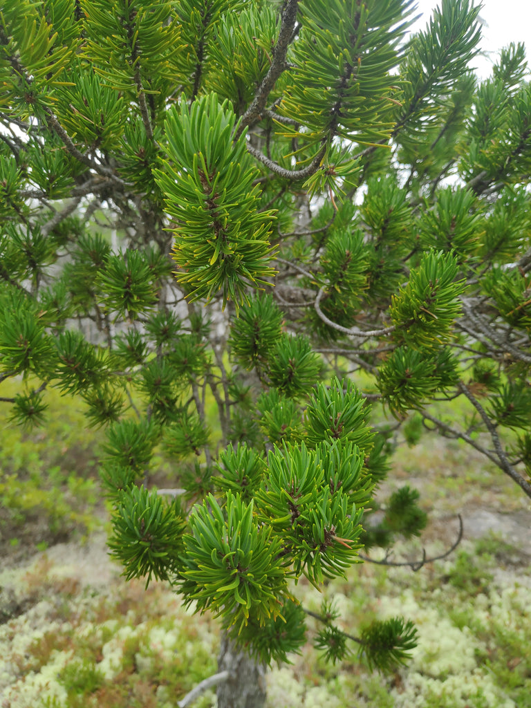 Tree seed - Jack pine – TreeSeeds.ca