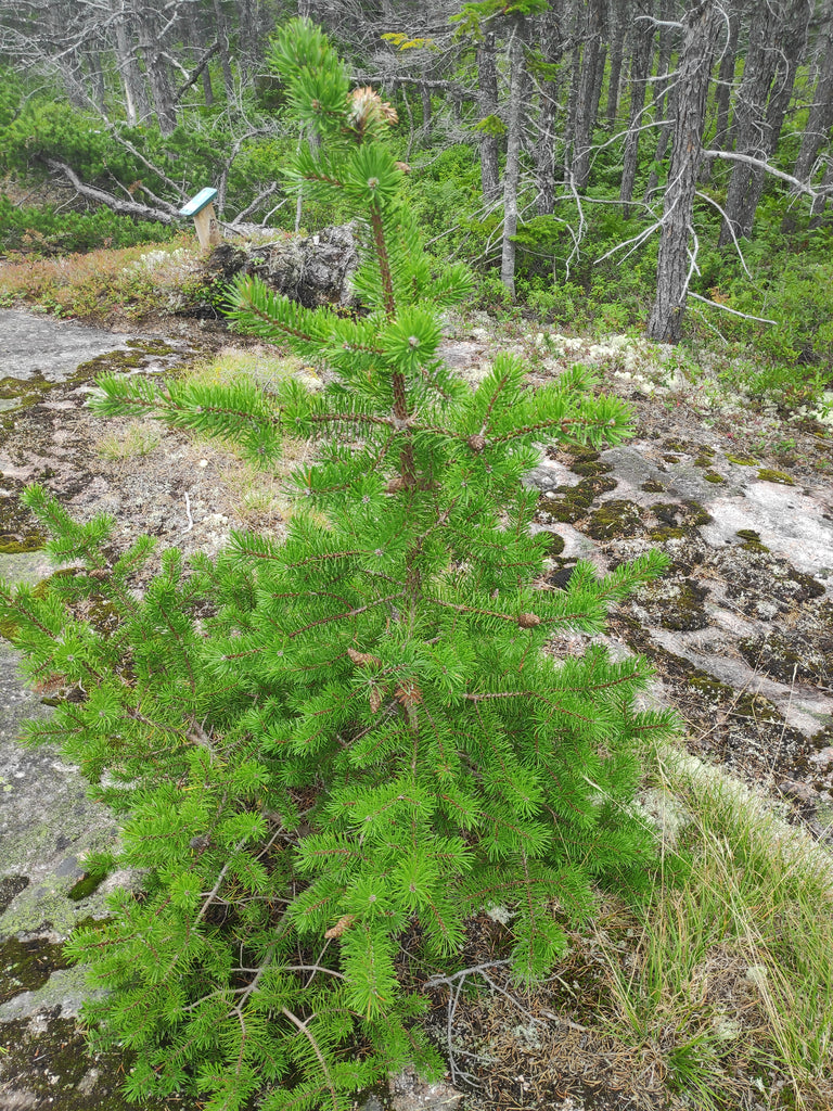 Tree seed - Jack pine – TreeSeeds.ca