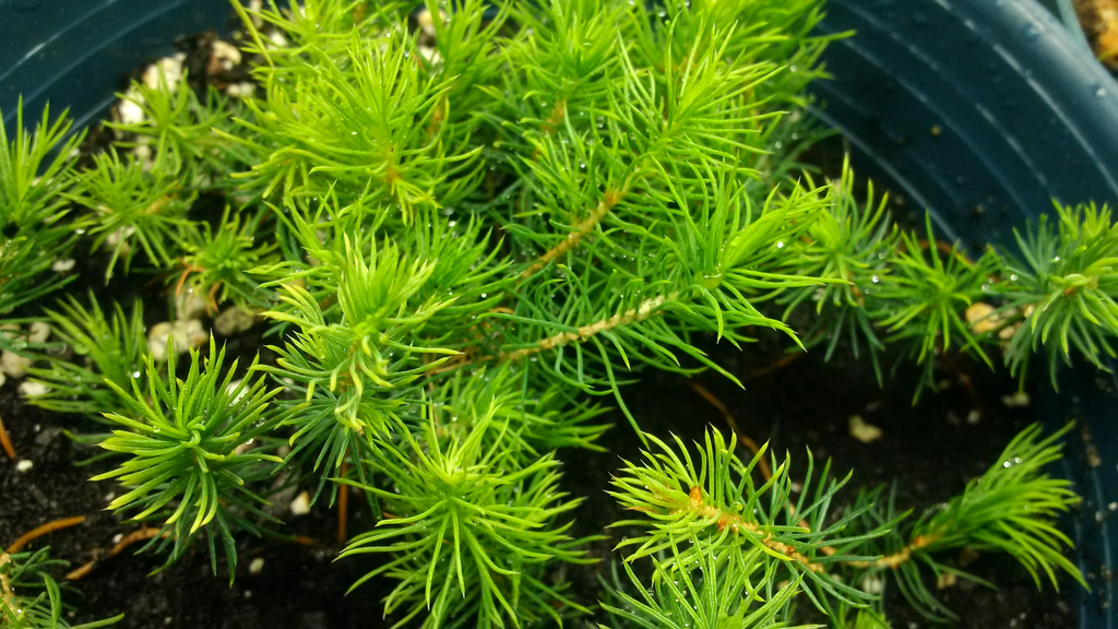 Tree seed - Hybrid Red/Black spruce – TreeSeeds.ca