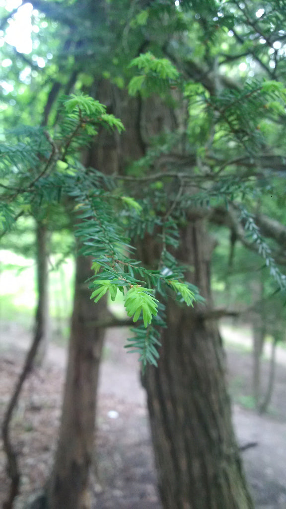 Tree seed - Eastern Hemlock – TreeSeeds.ca