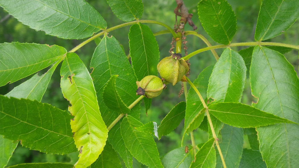 Tree seed - Bitternut Hickory – TreeSeeds.ca