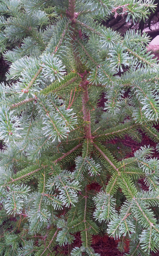 Tree seed - Subalpine fir – TreeSeeds.ca